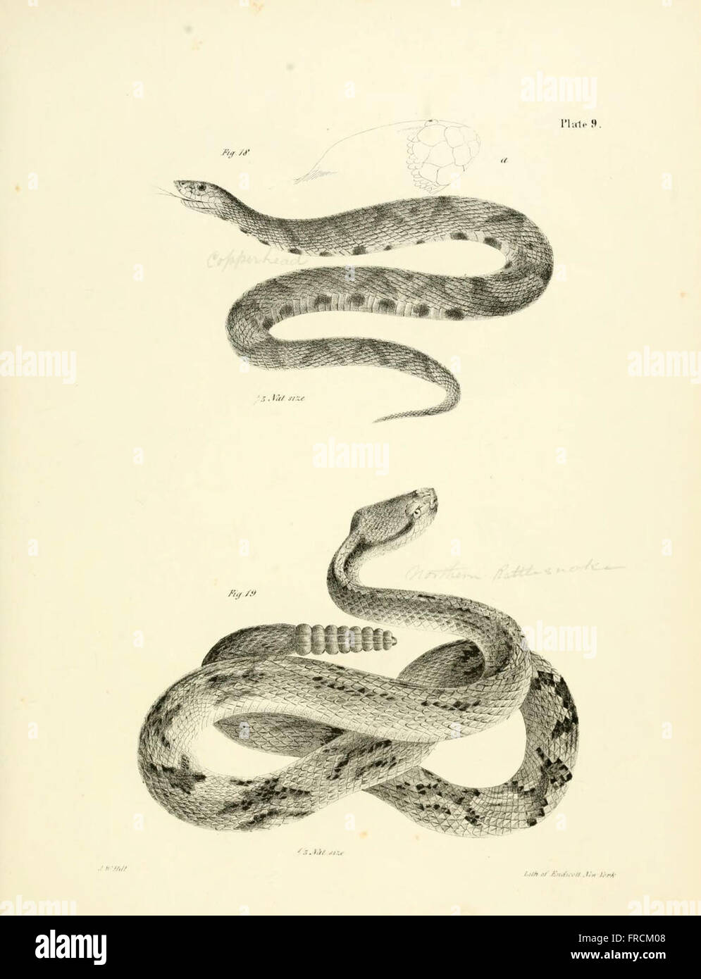 Plate 9 from the 'Natural History of New York' illustrates native ...