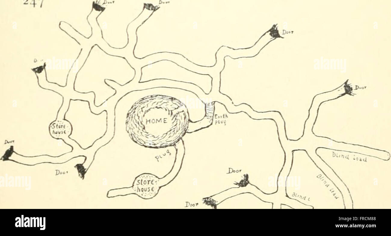 A 1901 book by Ernest Thompson Seton detailing the lives of hunted ...