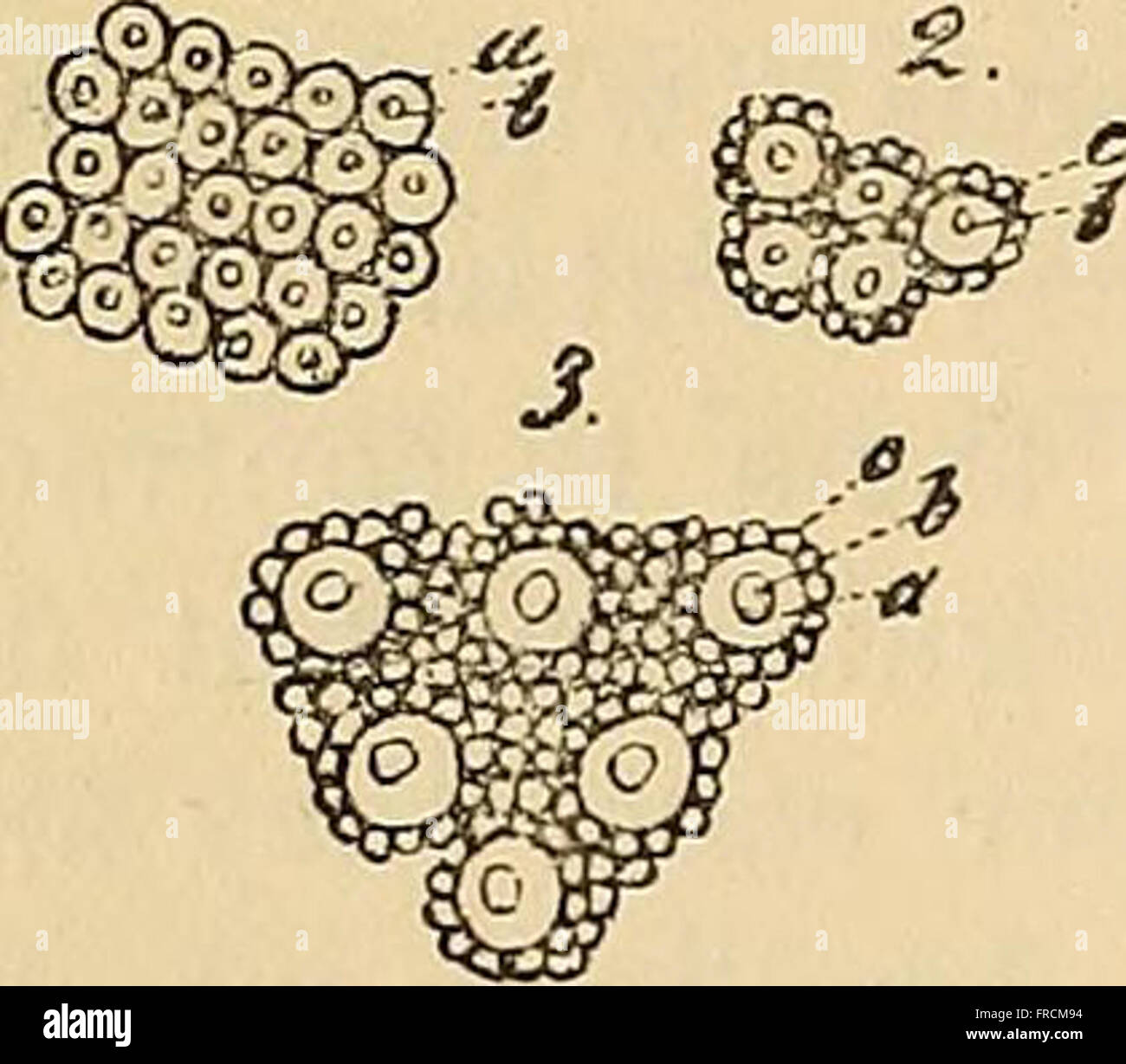 This 1853 manual offers a comprehensive guide to human histology ...
