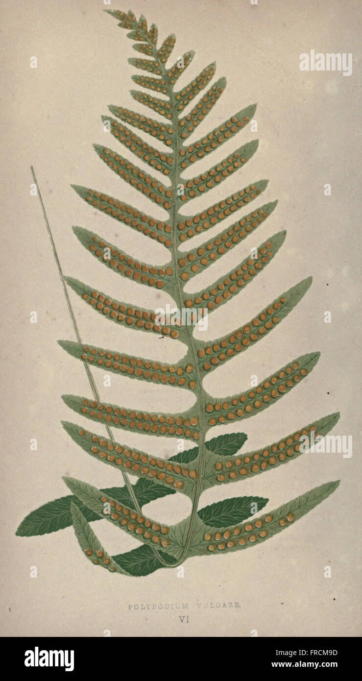 Our Native Ferns (Pl. VI) offers a history of British fern species and ...