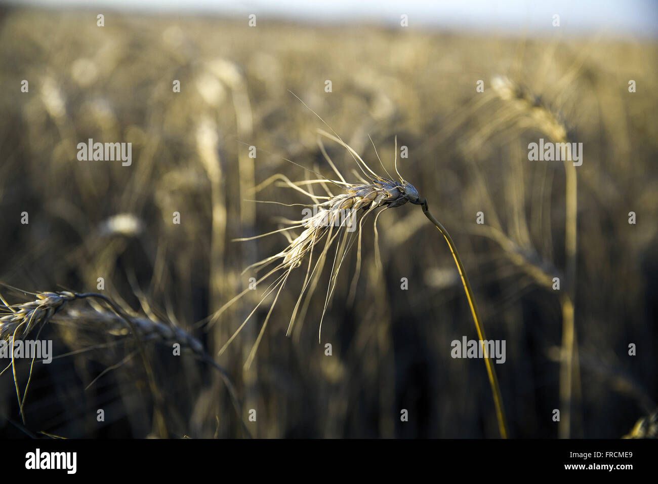 Detalhe da panícula de trigo Stock Photo - Alamy