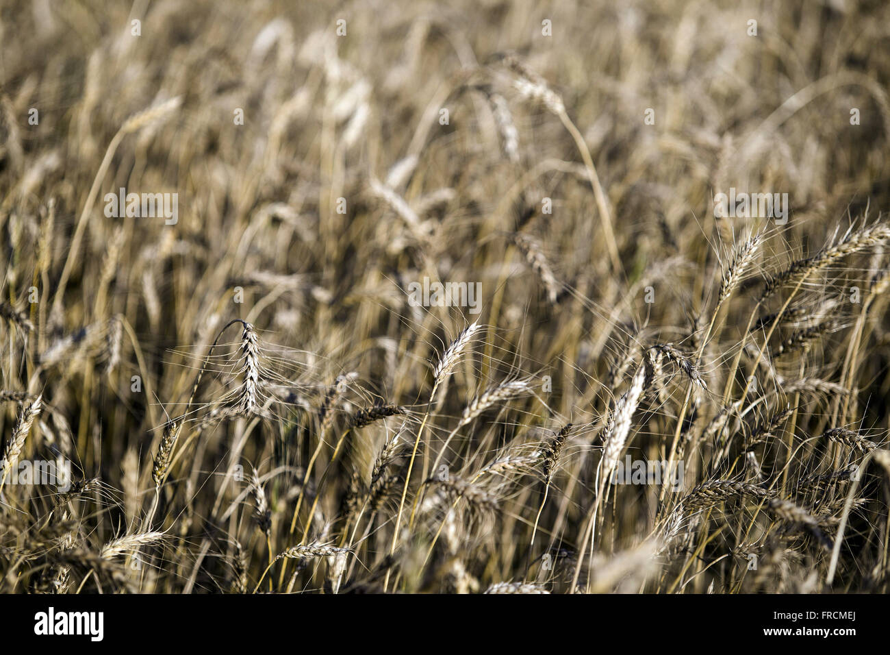 Plantacao de trigo hi-res stock photography and images - Alamy