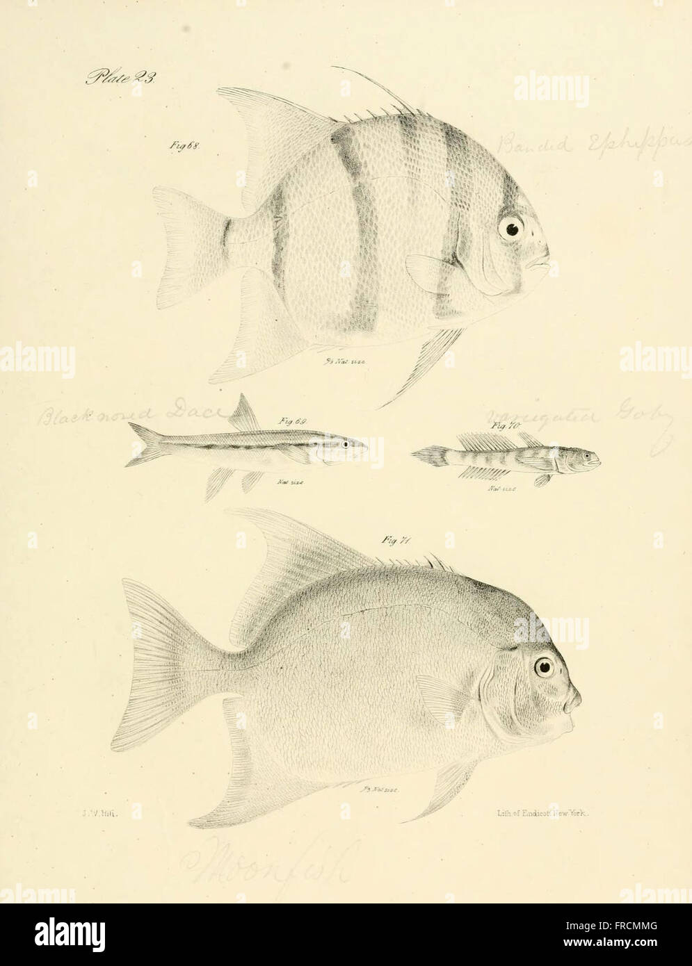 Plate 23 from the 'Natural History of New York' features illustrations ...