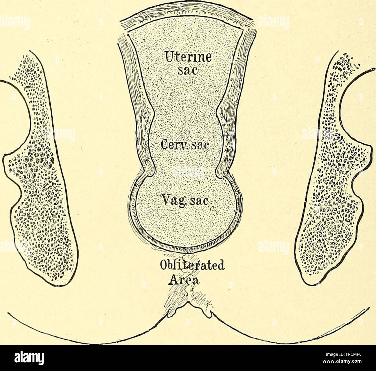 A 1906 medical text on operative gynecology, covering surgical ...