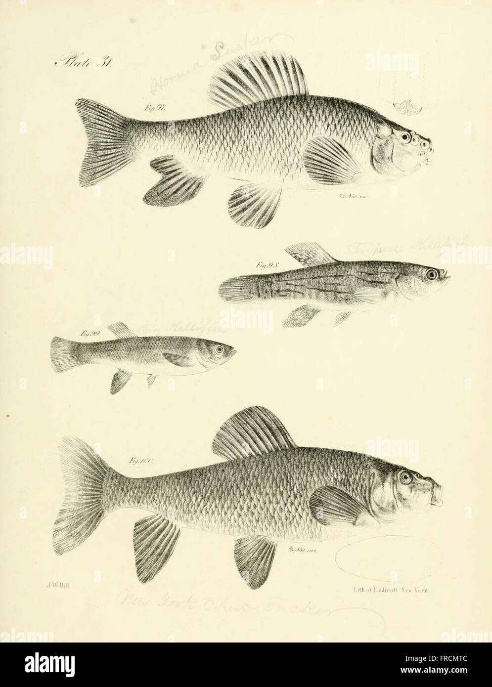 Plate 31 from the 'Natural History of New York' illustrates the diverse ...