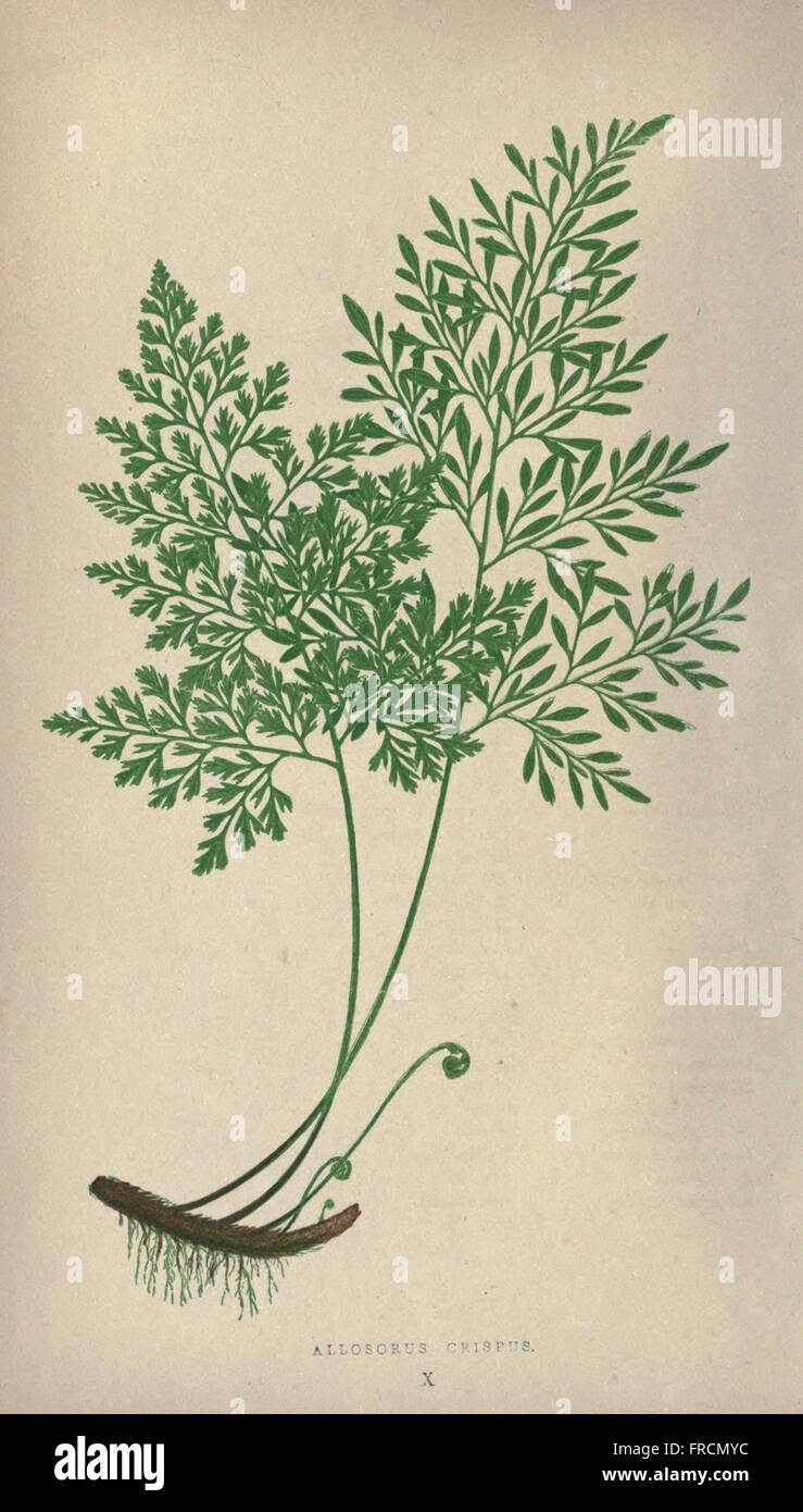 Our native ferns, or, A history of the British species and their ...