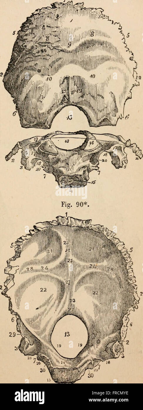 Outlines of comparative physiology touching the structure and ...