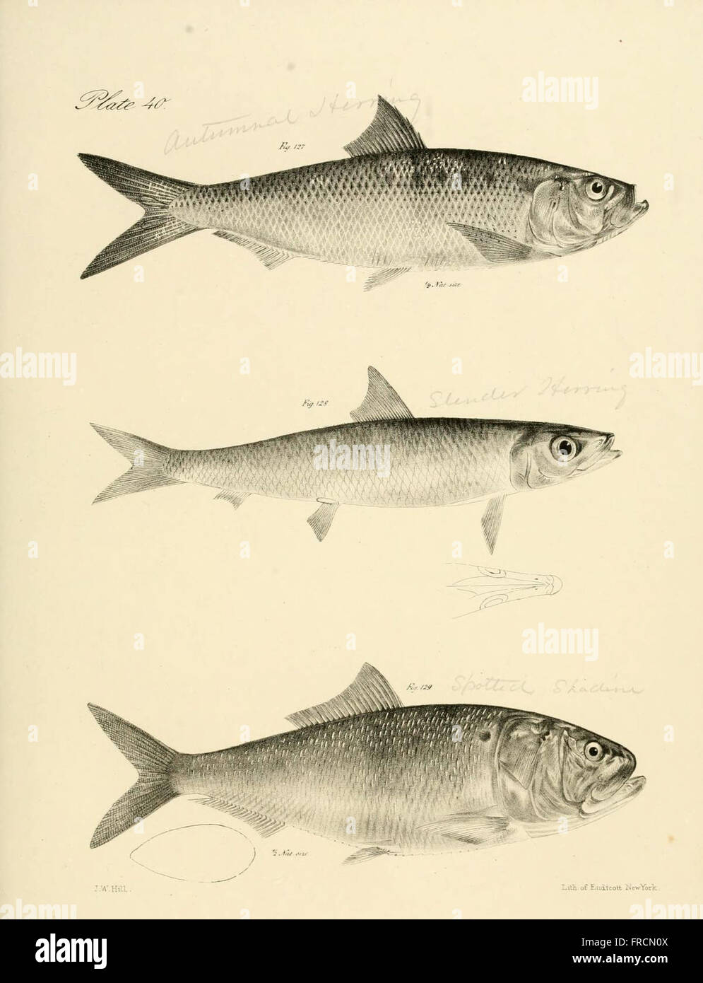 An illustration from 'The Natural History of New York,' showcasing the ...
