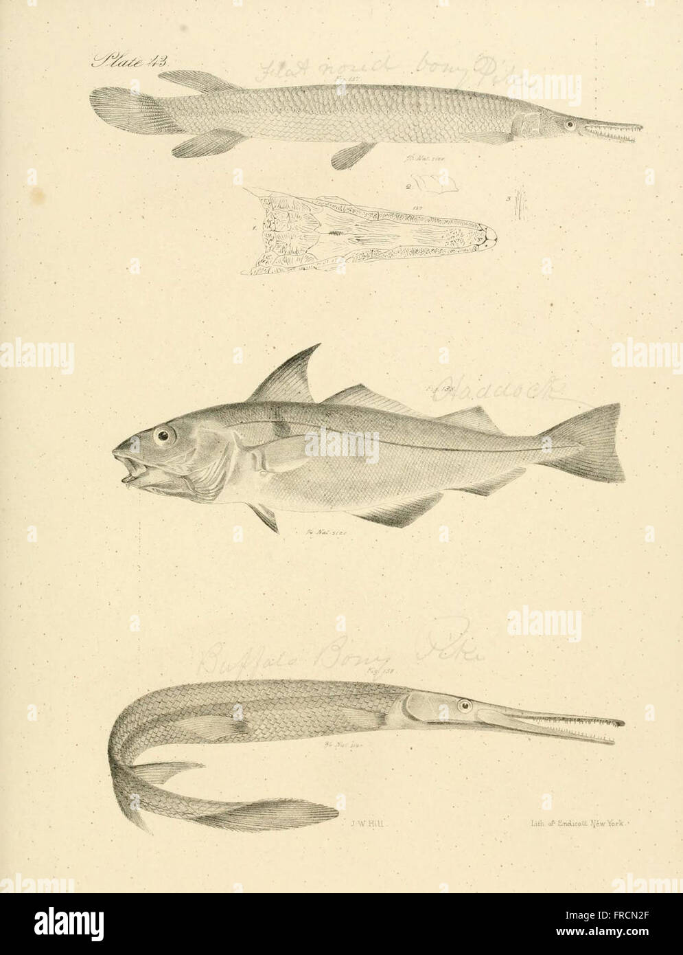Plate 43 from the Natural History of New York presents a detailed ...