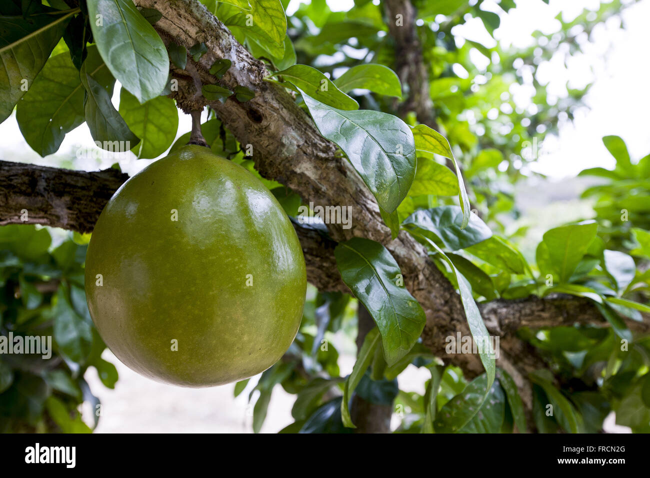 Coite also known as gourd Stock Photo - Alamy