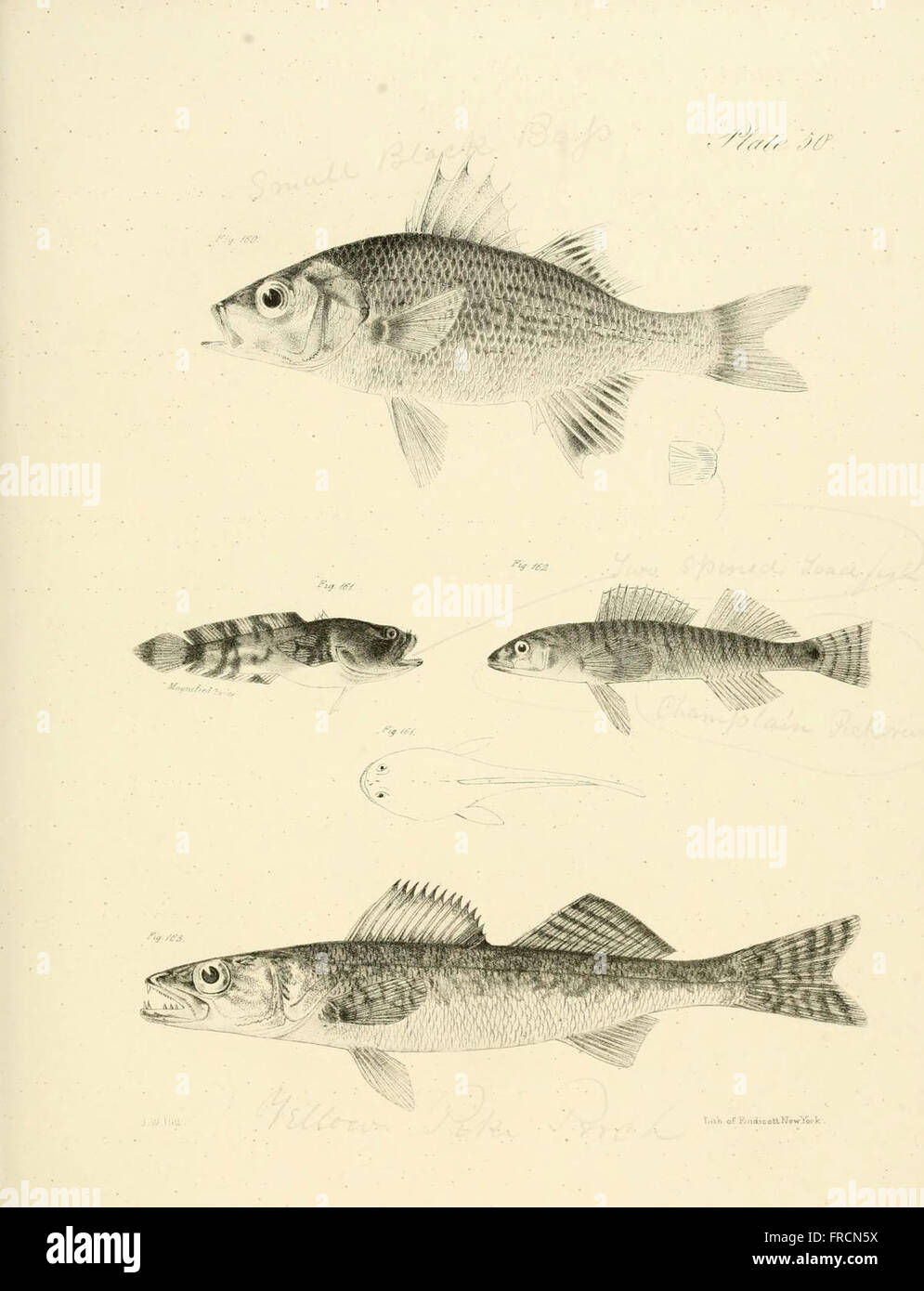 Plate 50 from the 'Natural History of New York' presents detailed ...