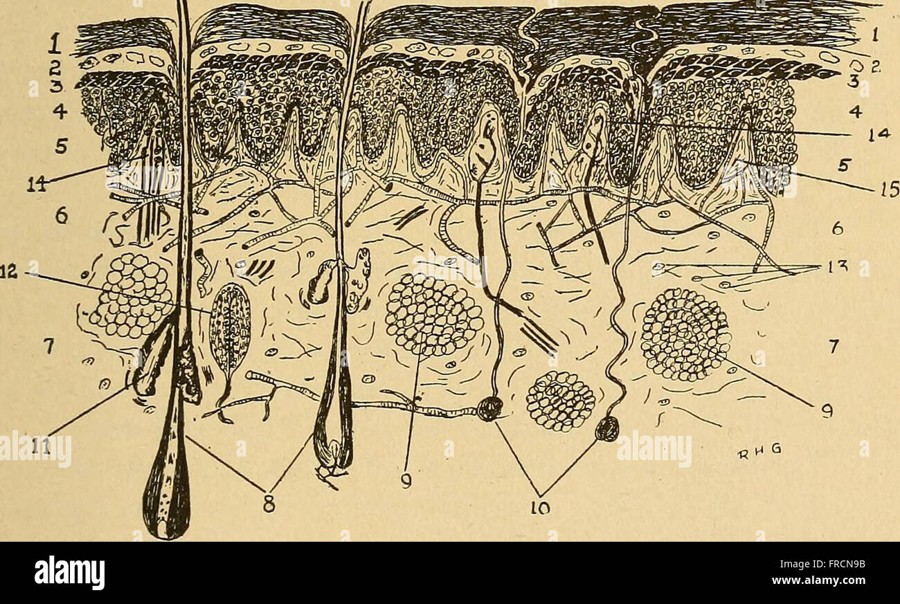 This 1918 textbook on practical podiatry covers essential knowledge for ...