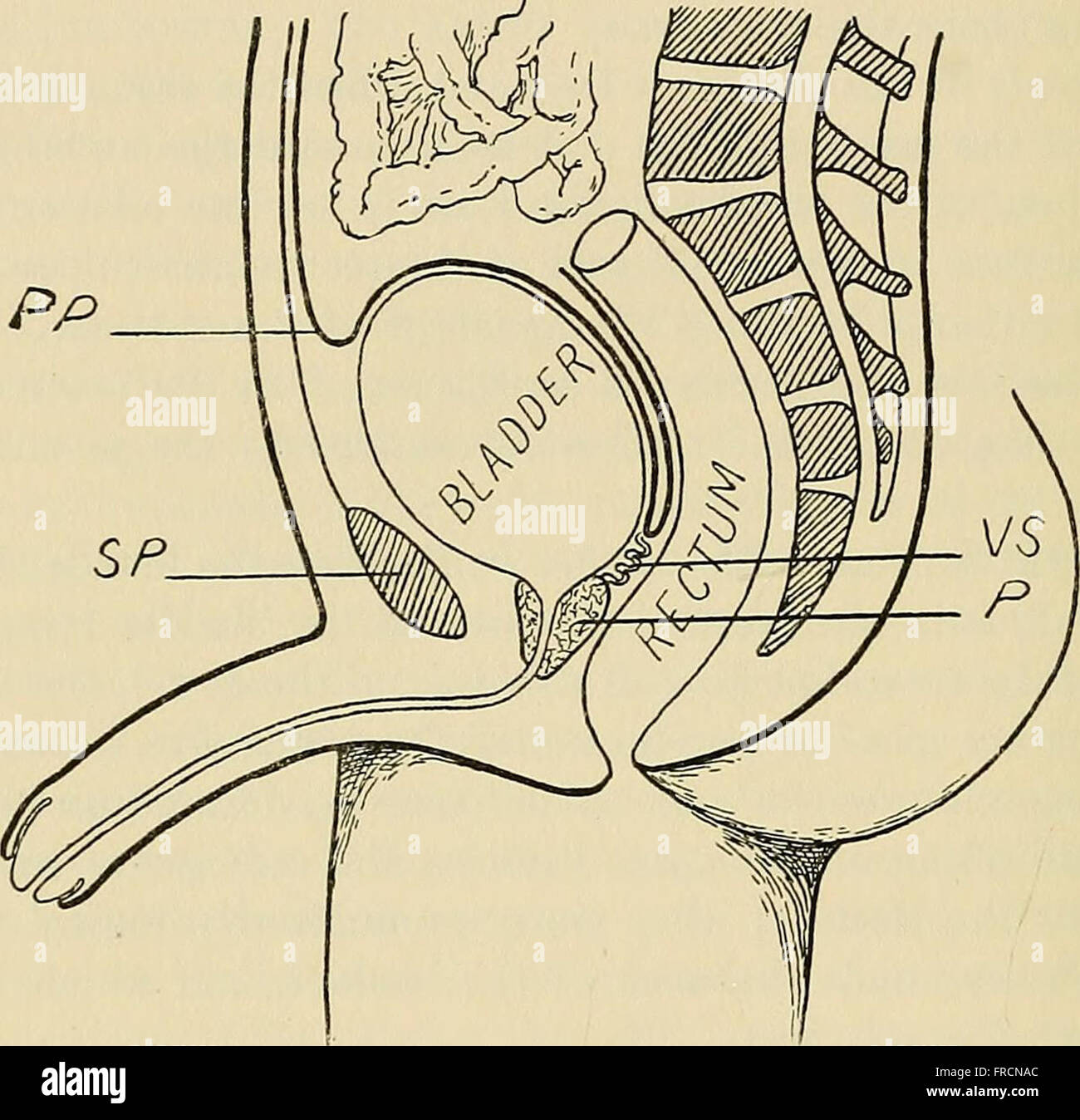 Operative surgery, for students and practitioners (1906 Stock Photo - Alamy
