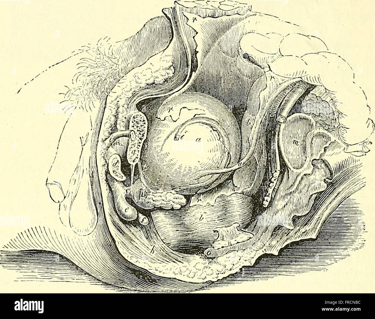 Quains anatomy hi-res stock photography and images - Alamy