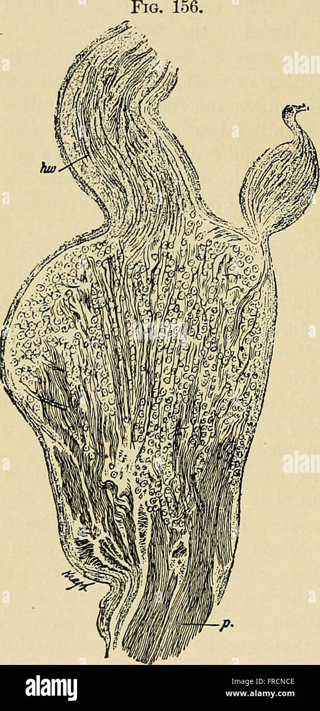 'Organic and Functional Nervous Diseases' (1913) is a comprehensive ...