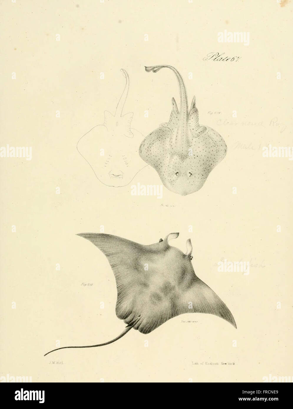 This plate from the 'Natural History of New York' depicts a variety of ...