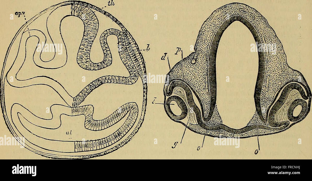 Quain's elements of anatomy (1882 Stock Photo - Alamy