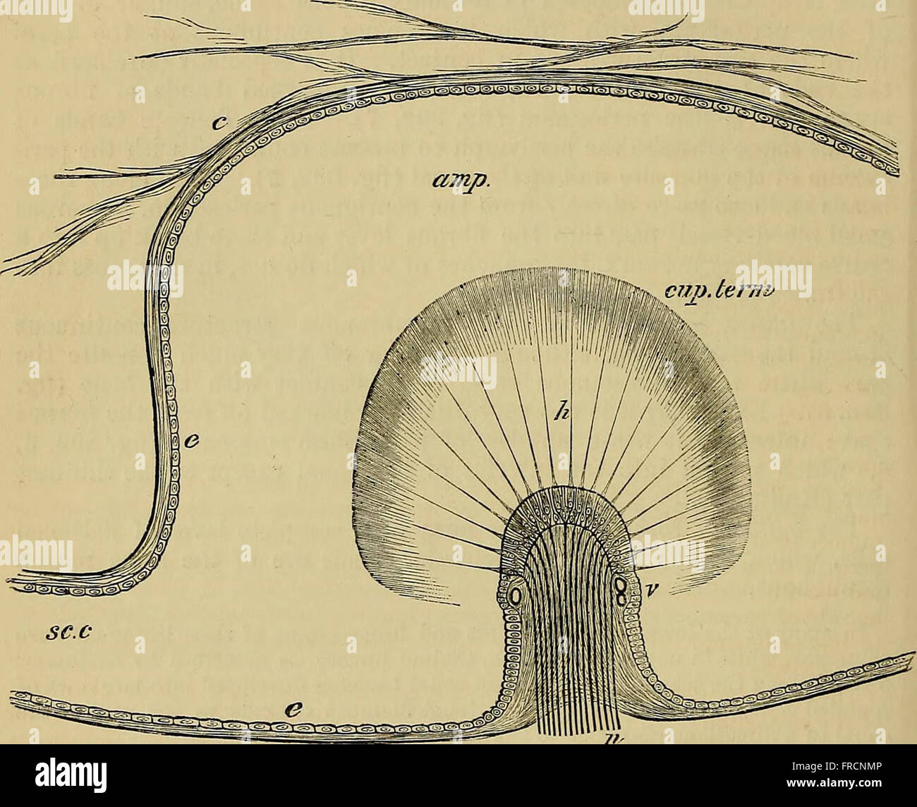 Quain's 1882 work, 'Elements of Anatomy,' offers a detailed examination ...