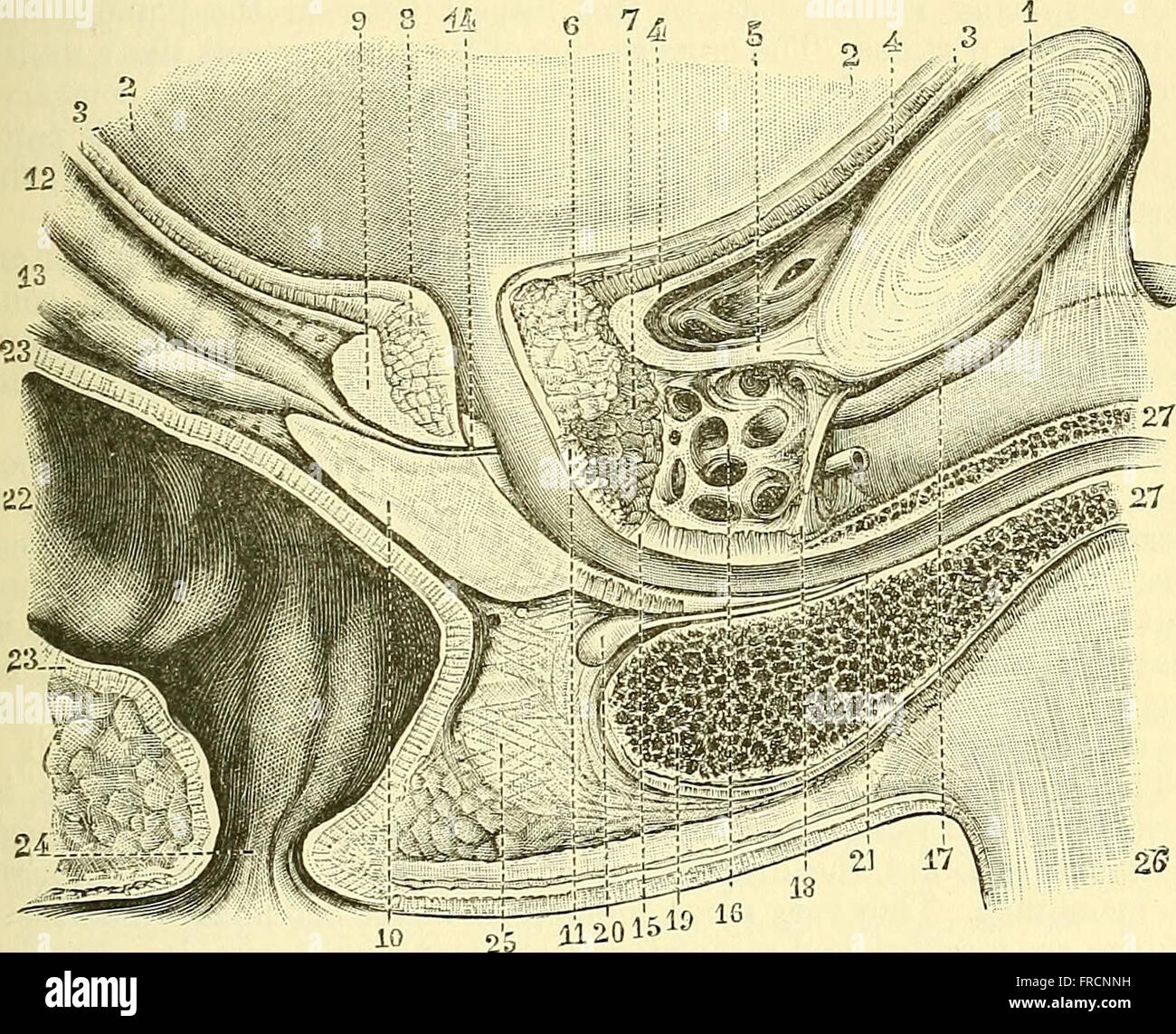 Quain's Elements of Anatomy (1882) is a comprehensive anatomical ...