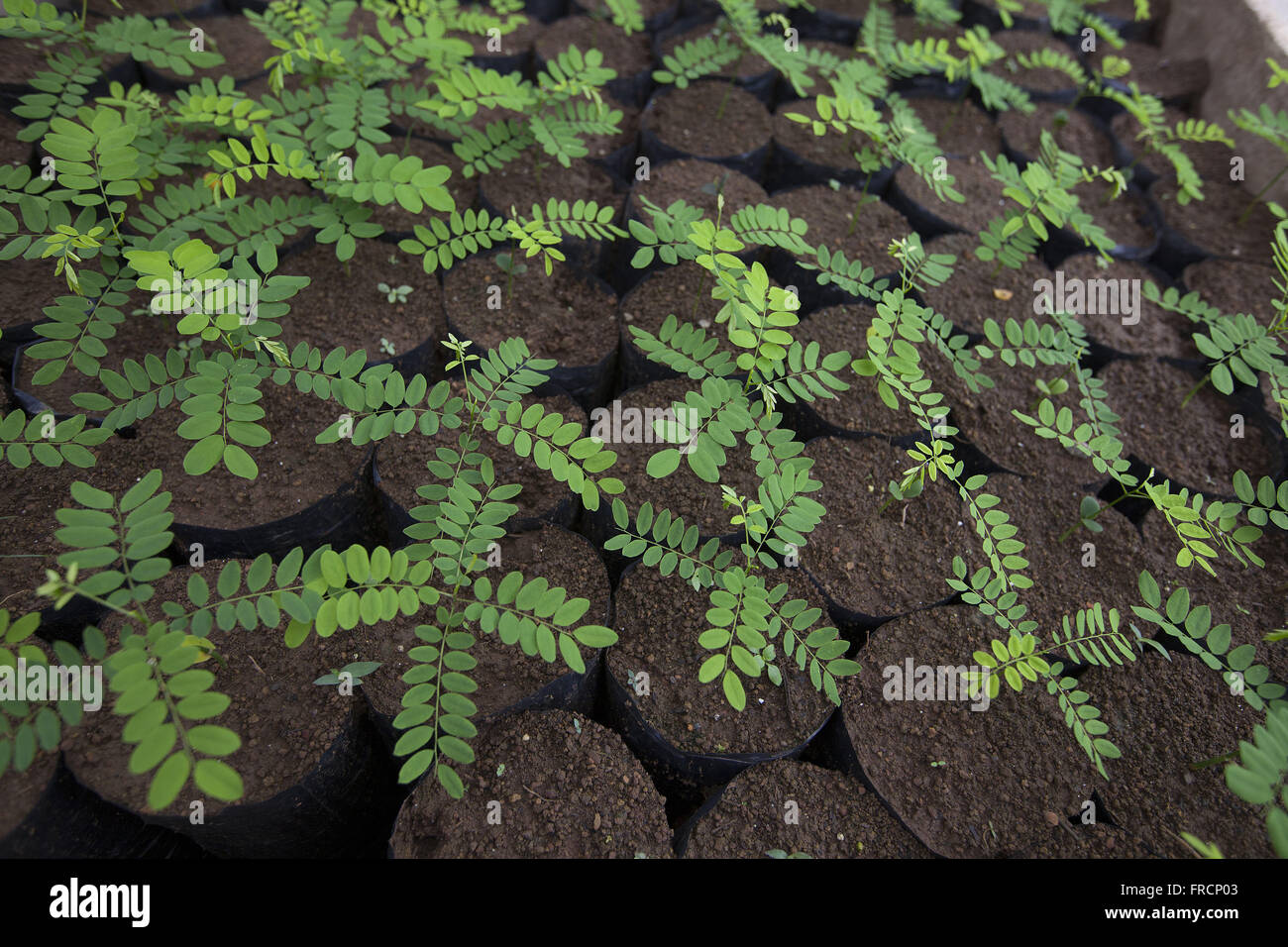 Seedlings of wood-Brazil Stock Photo - Alamy
