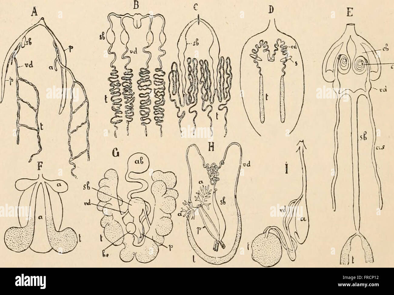 This 1898 textbook provides an overview of comparative anatomy ...