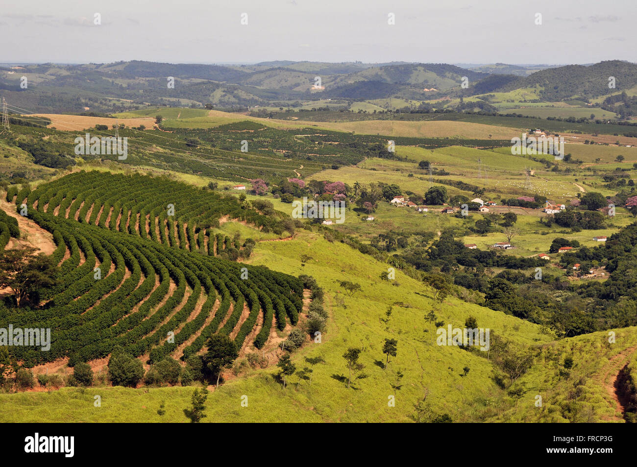 Panoramic view of a coffee plantation in the countryside Stock Photo ...