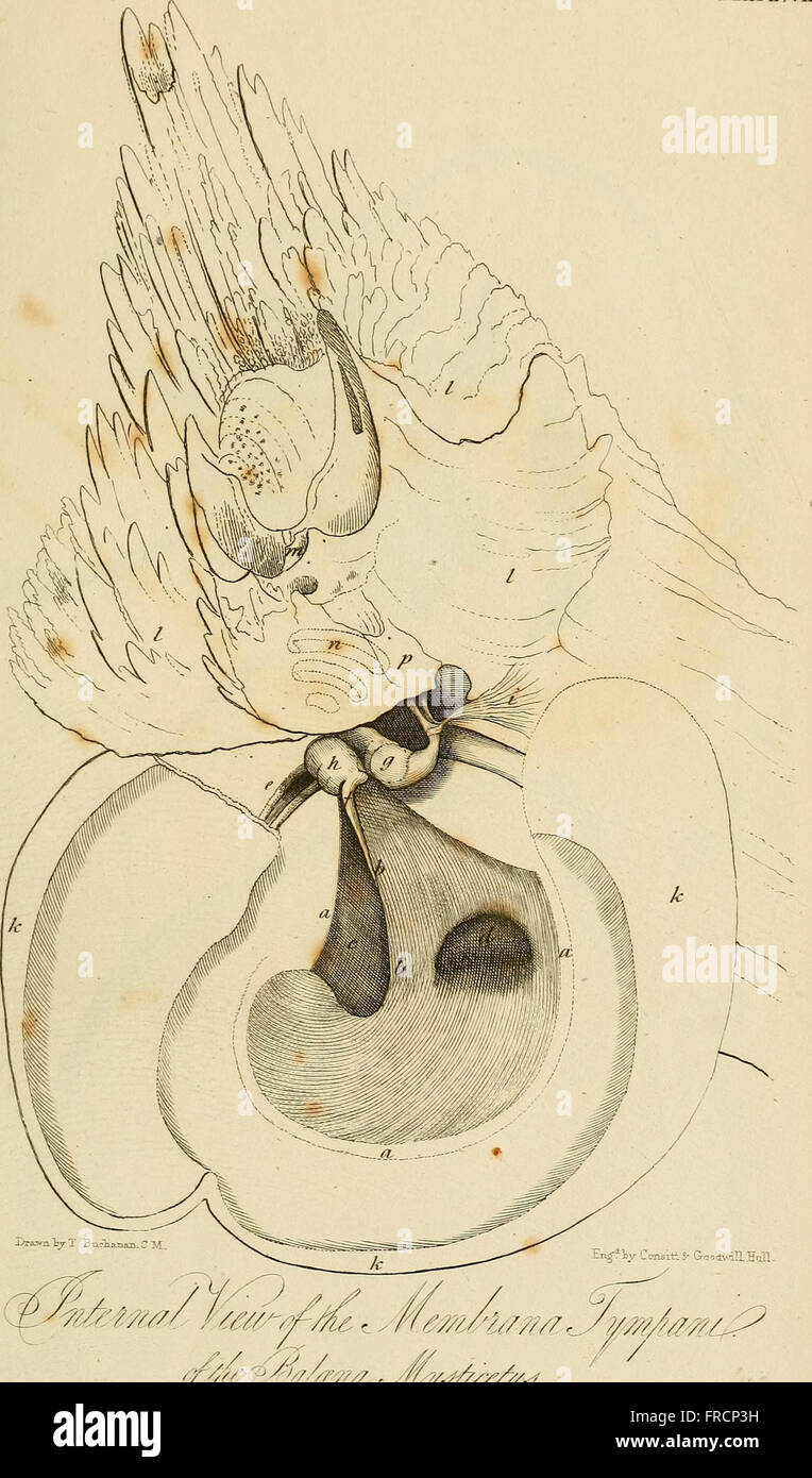 Physiological illustrations of the organ of hearing Being a sequel to ...