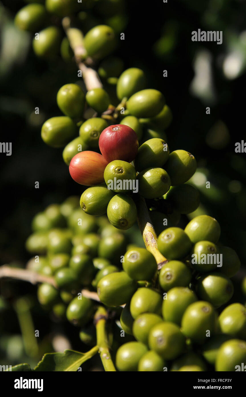 Detail of branches in rural cafe Stock Photo - Alamy