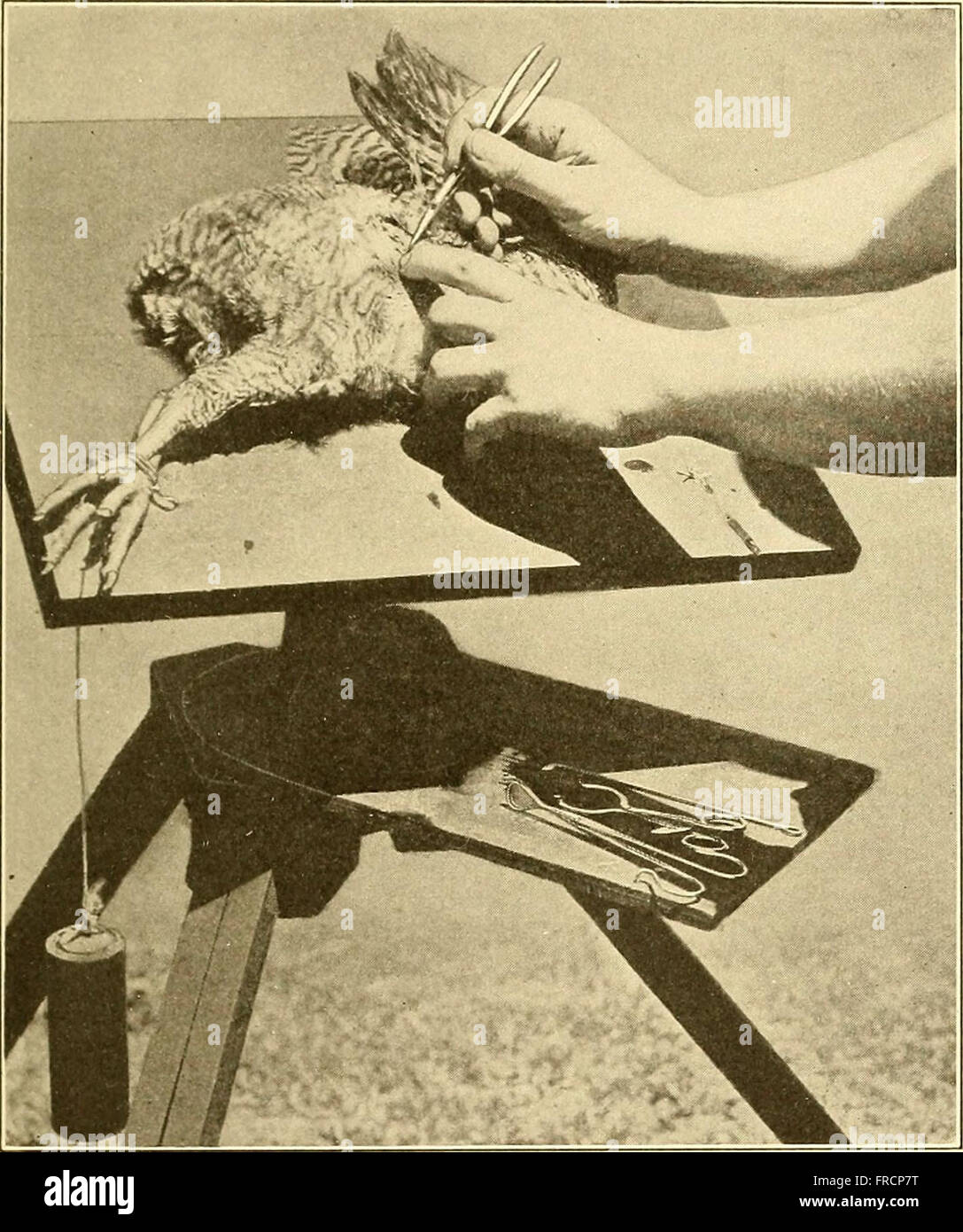 This 1921 work covers the science and methods of poultry farming ...