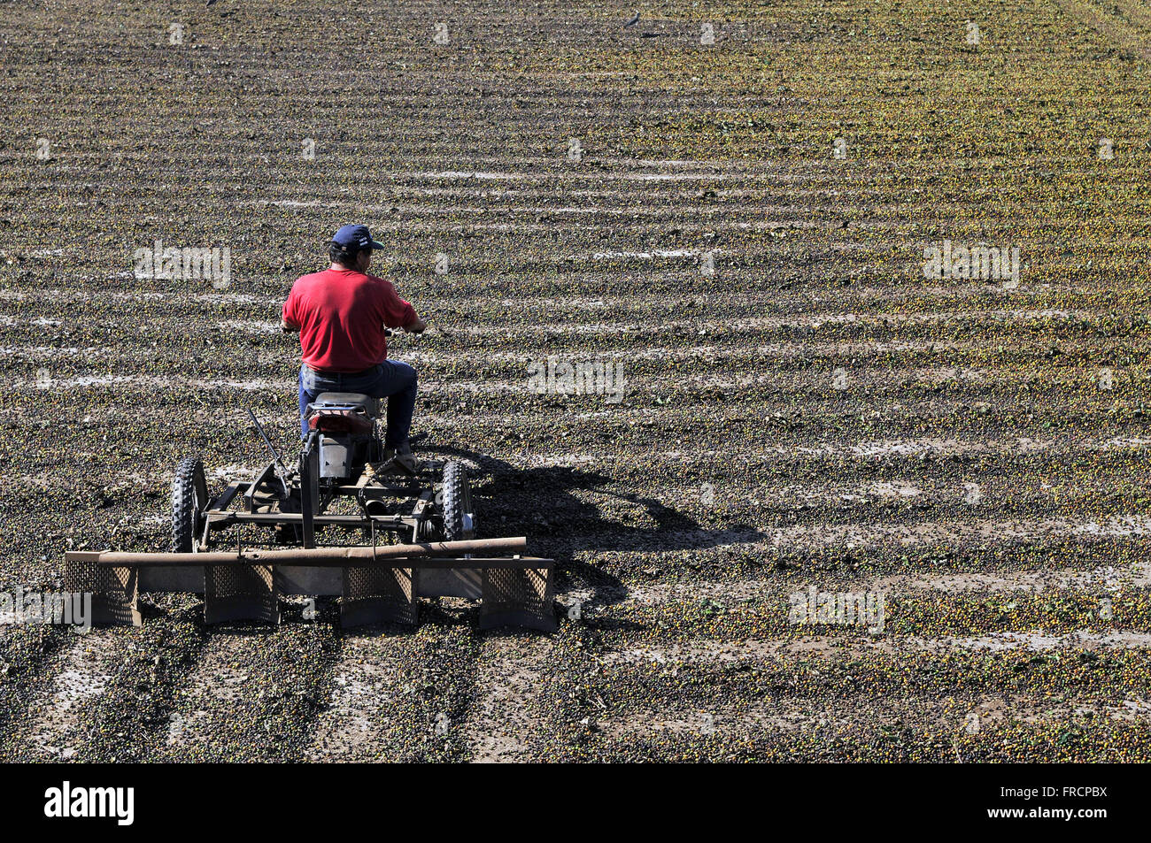 Farmer uses bike with road adapted to roll on ground coffee beans ...