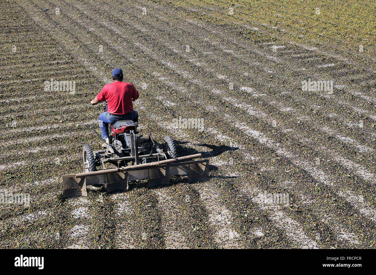 Farmer uses bike with road adapted to roll on ground coffee beans ...