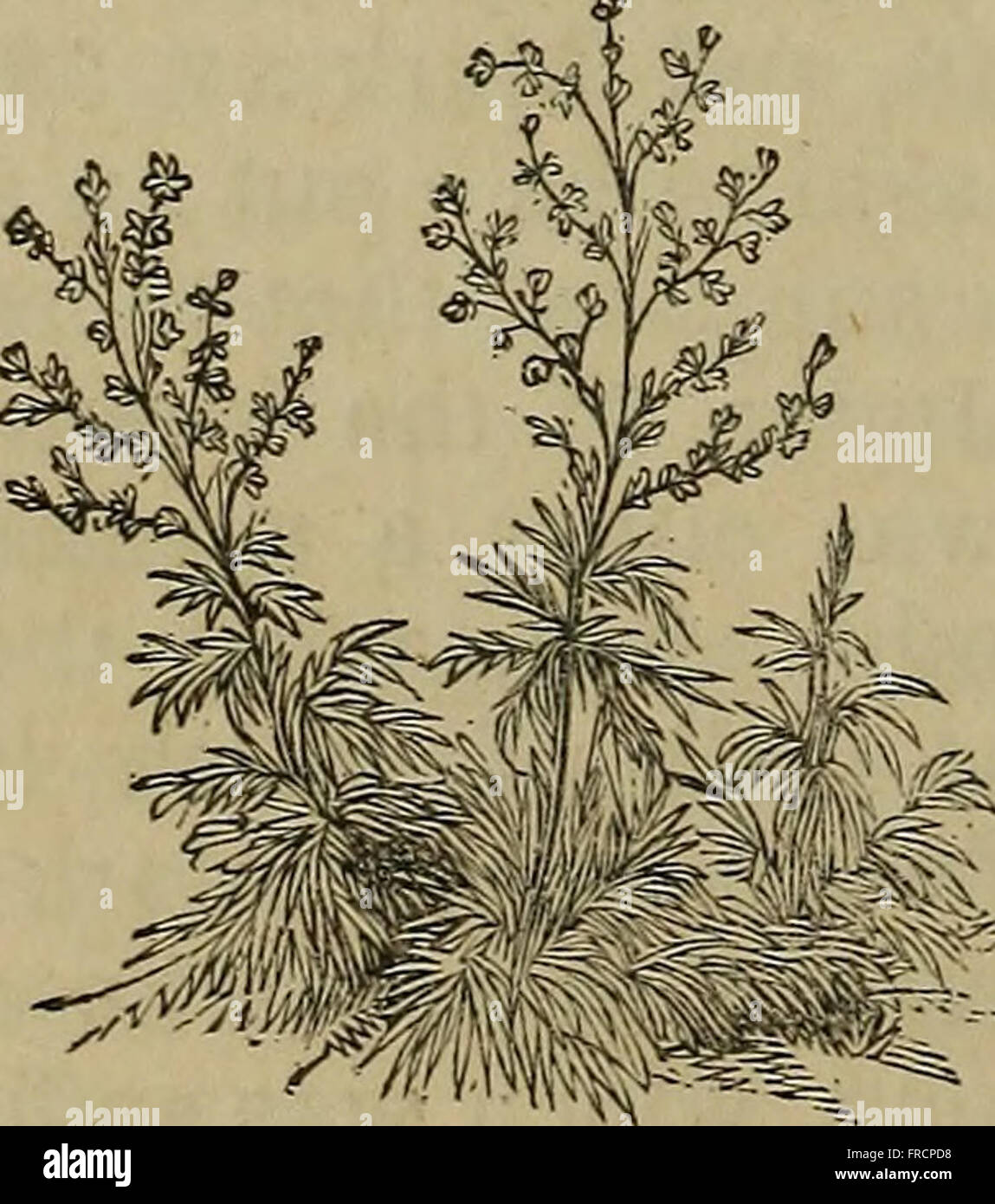 This work provides a detailed description of various natural elements ...