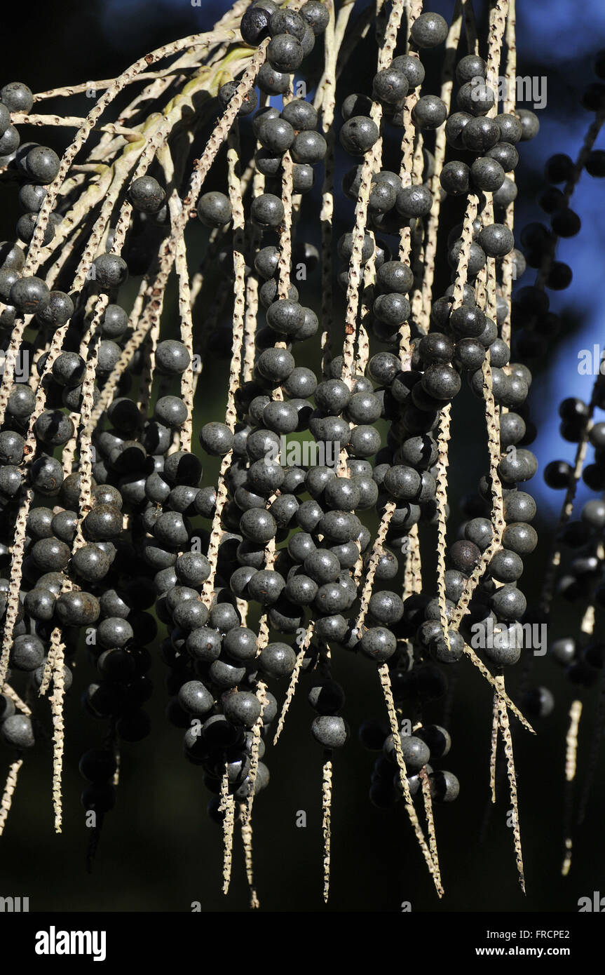 Jucara fruit hi-res stock photography and images - Alamy