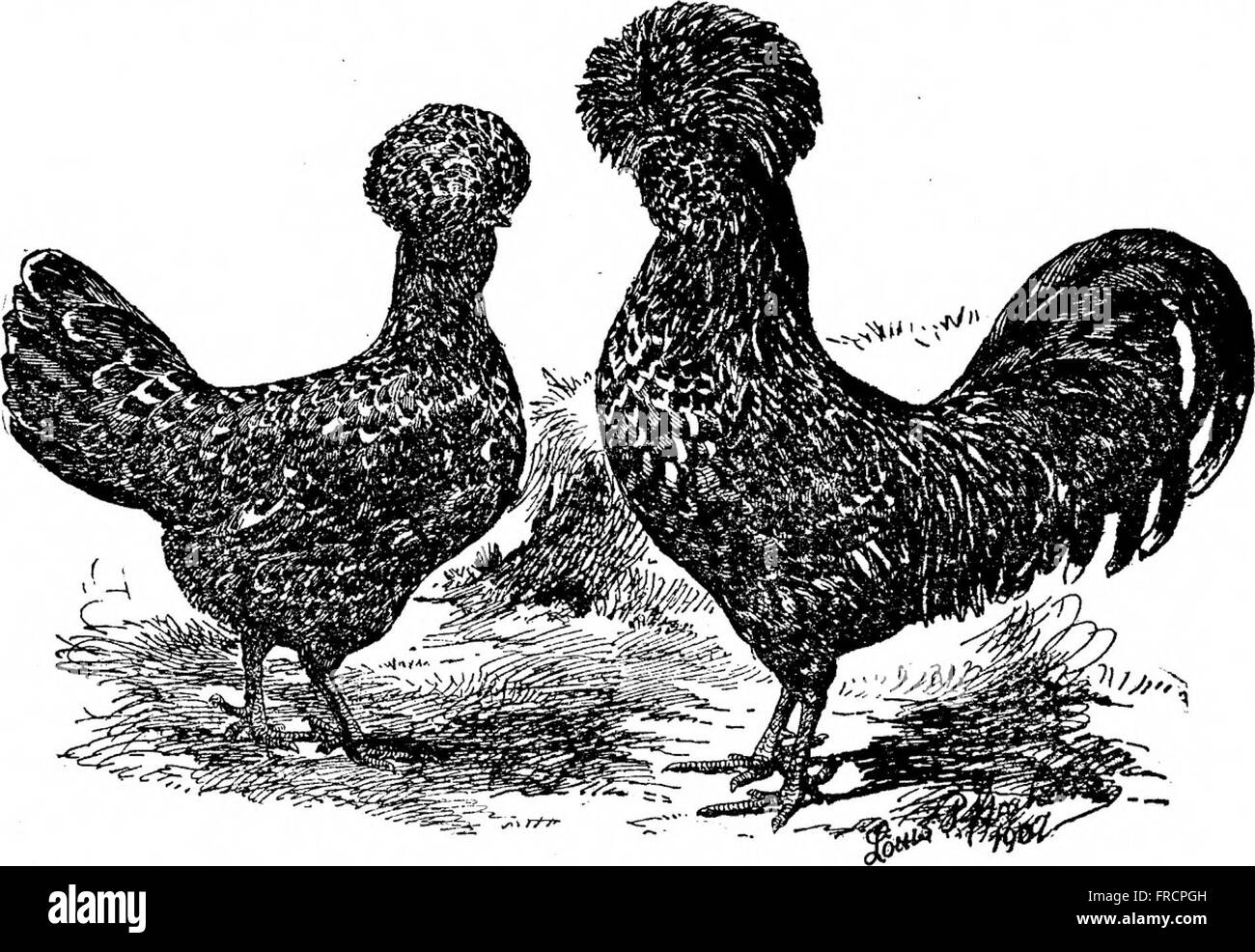 This text provides a detailed guide to the standard breeds of chickens ...