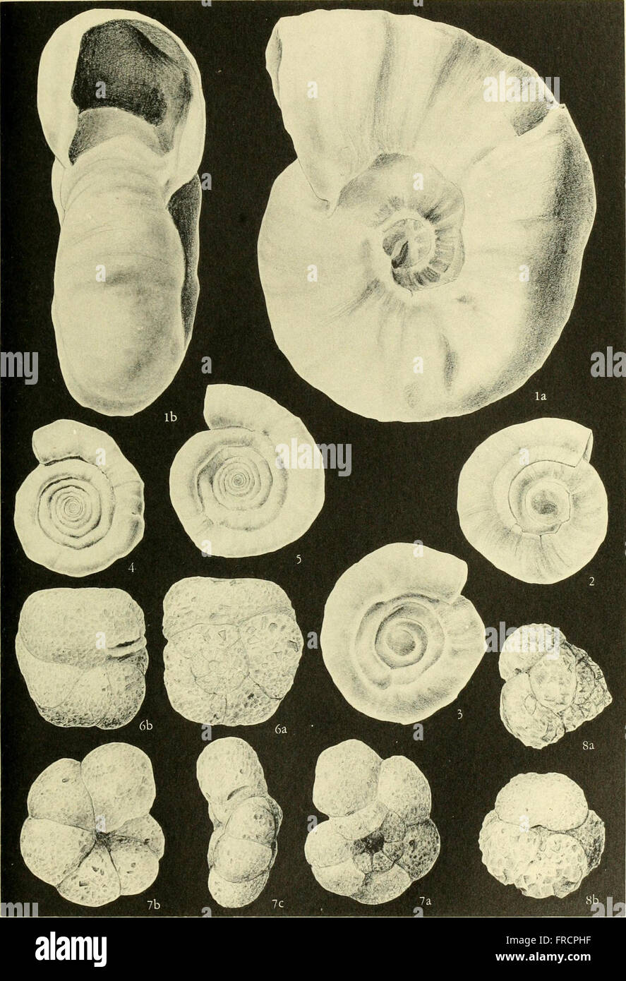 Smithsonian miscellaneous collections (1955 Stock Photo - Alamy