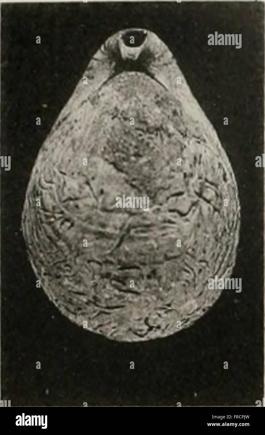 This 1912 report presents the scientific findings from the S.Y. Scotia ...