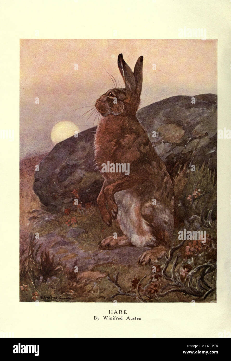 Plate 1 of The Wild Beasts of the World illustrates a range of wild ...