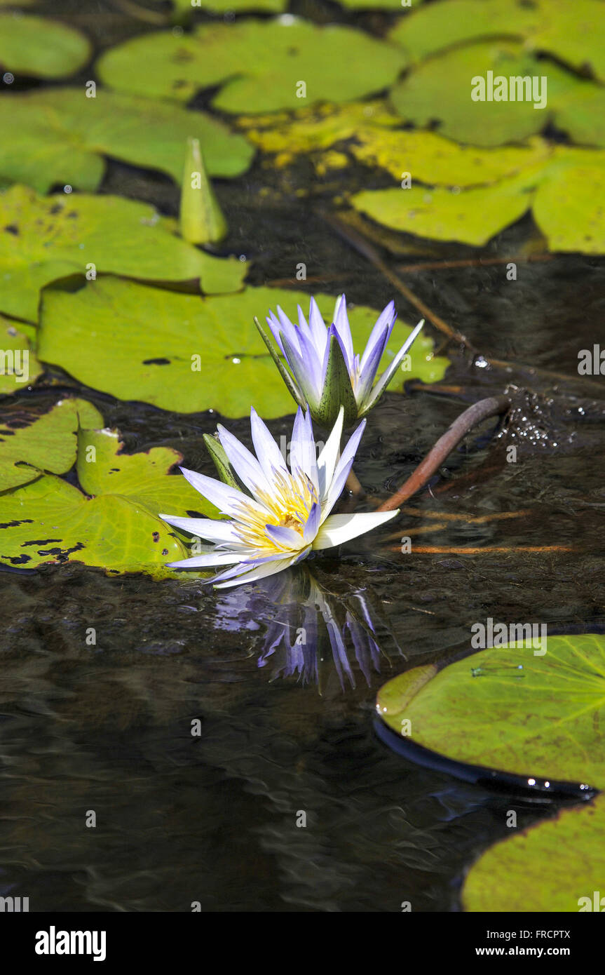 Nymphs in Itaúnas State Park - Itaúnas Village - north coast capixaba ...