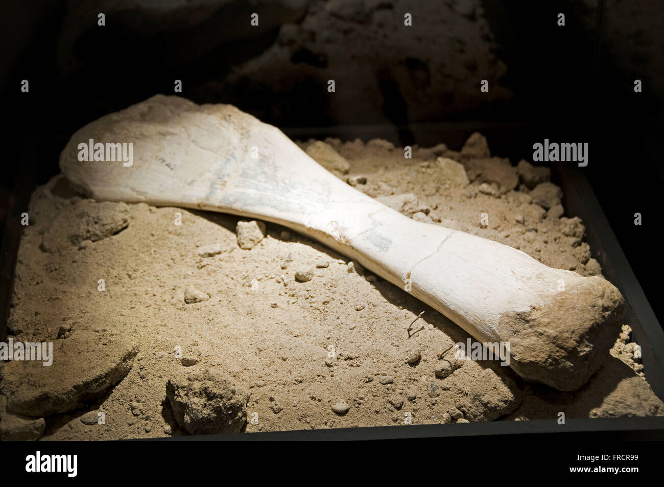 Fibula bone hi-res stock photography and images - Alamy