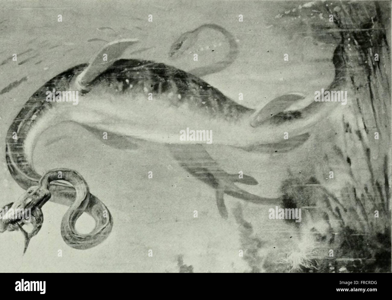 The American Museum Journal, spanning from c1900 to 1918, presents ...