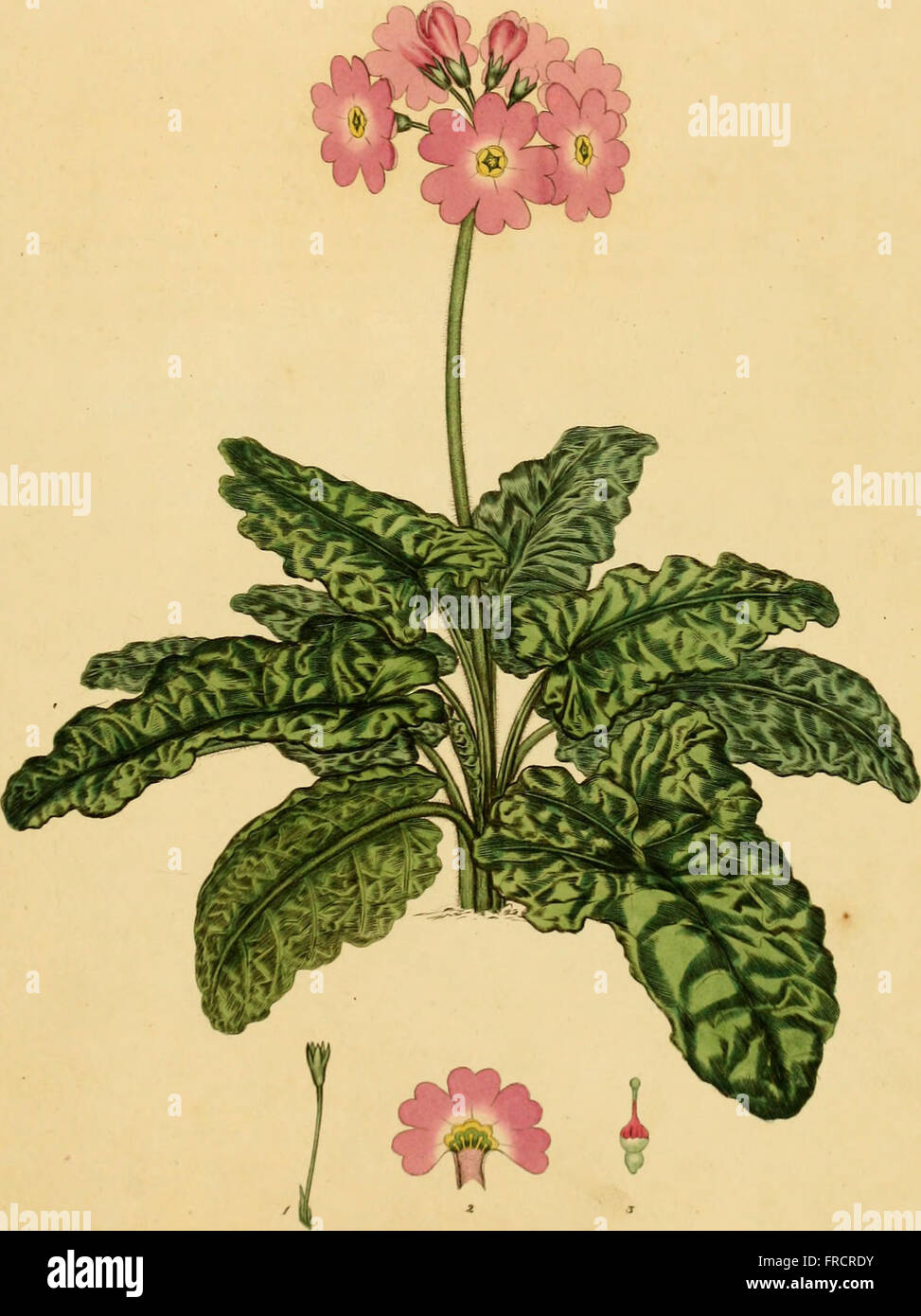 'The Botanist's Repository' presents detailed, colored illustrations of ...