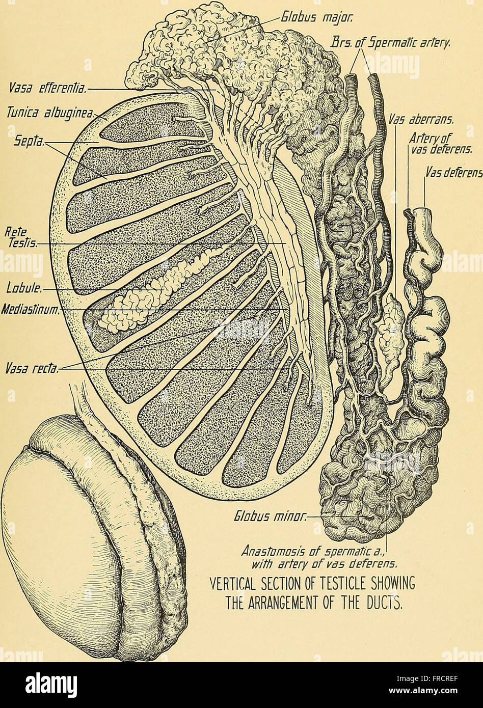 'Surgical Anatomy' (1901) offers a detailed examination of human ...