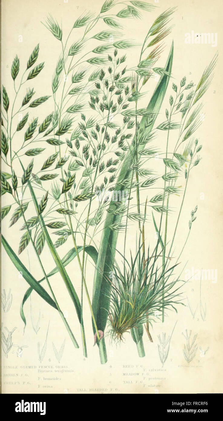 Plate 26 of The British Grasses and Sedges presents detailed ...