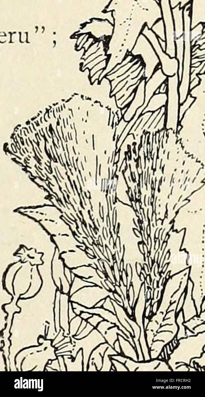 St. Nicholas was a popular American children’s magazine published ...