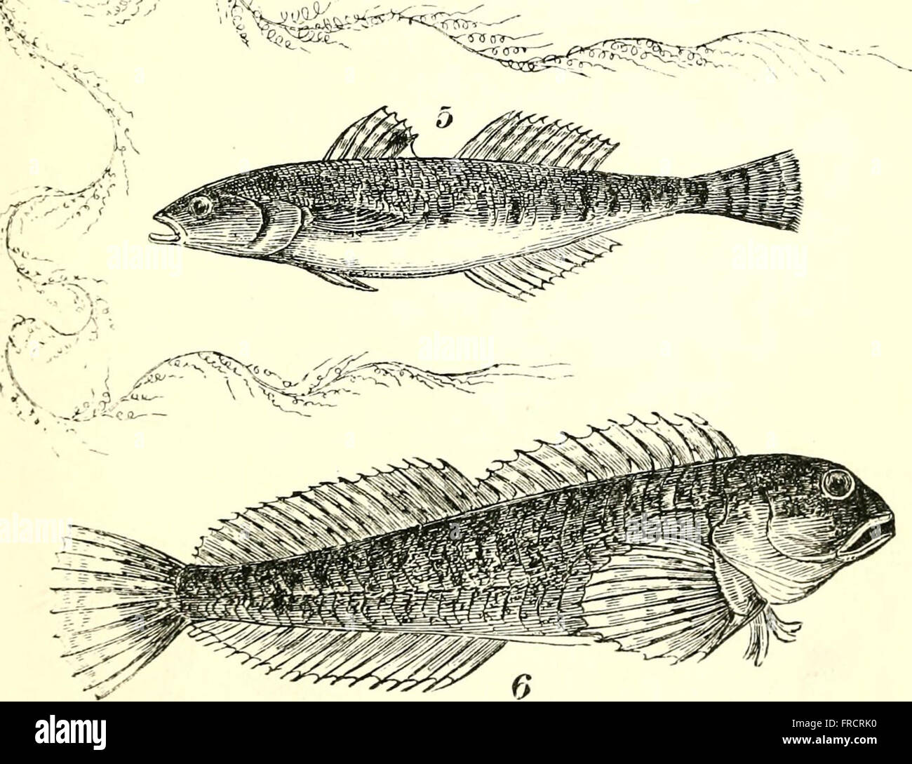 'The Common Objects of the Sea Shore' (1860) explores the flora and ...