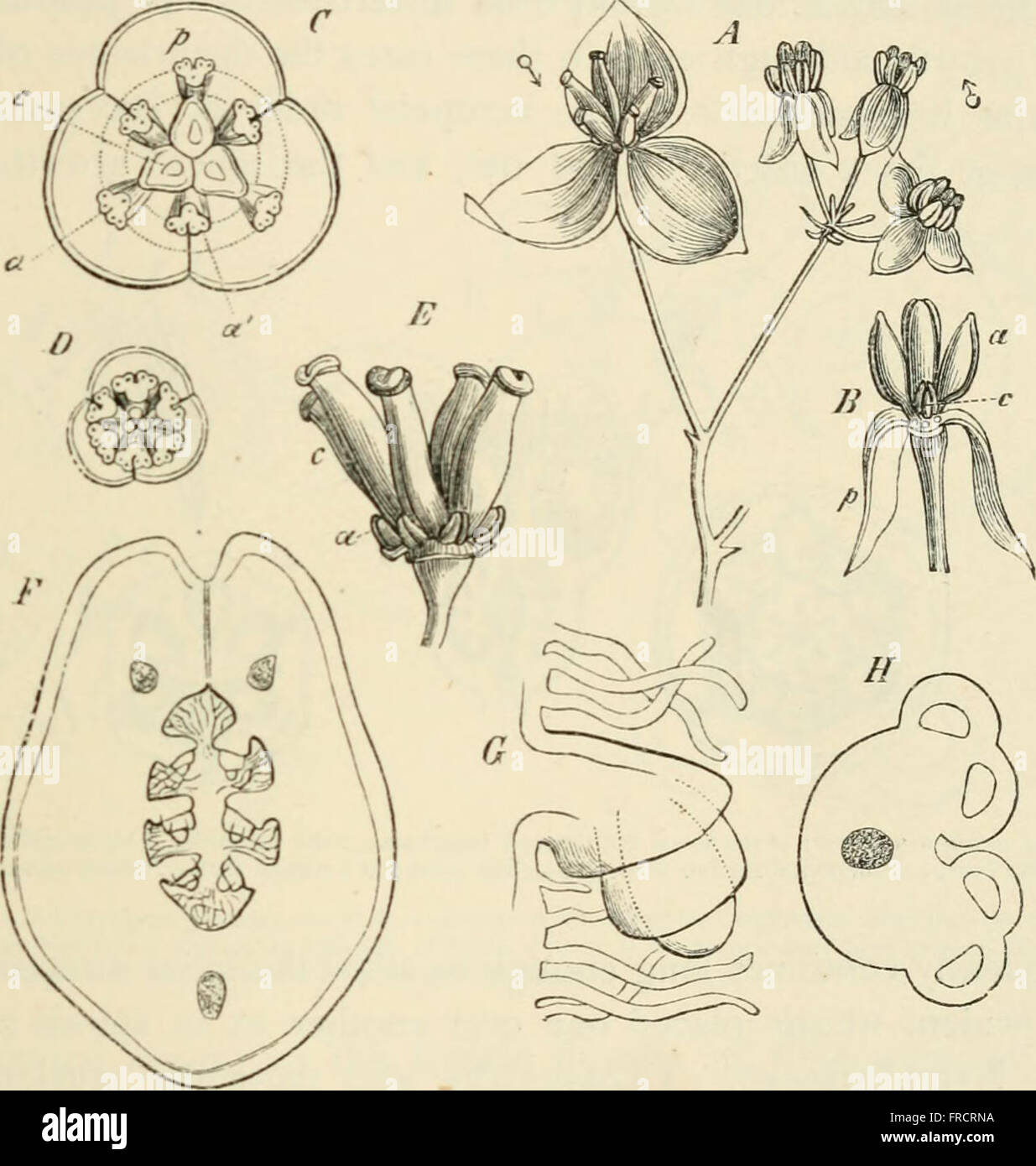 This textbook provides an in-depth study of plant morphology and ...