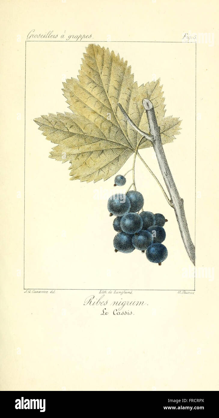 A natural history monograph focusing on the genus of currant bushes ...