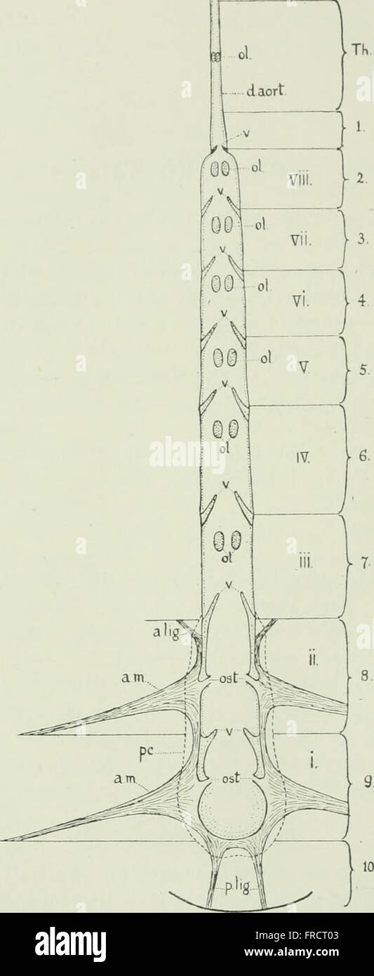 The Biology of Dragonflies (1917) explores the anatomy, behavior, and ...
