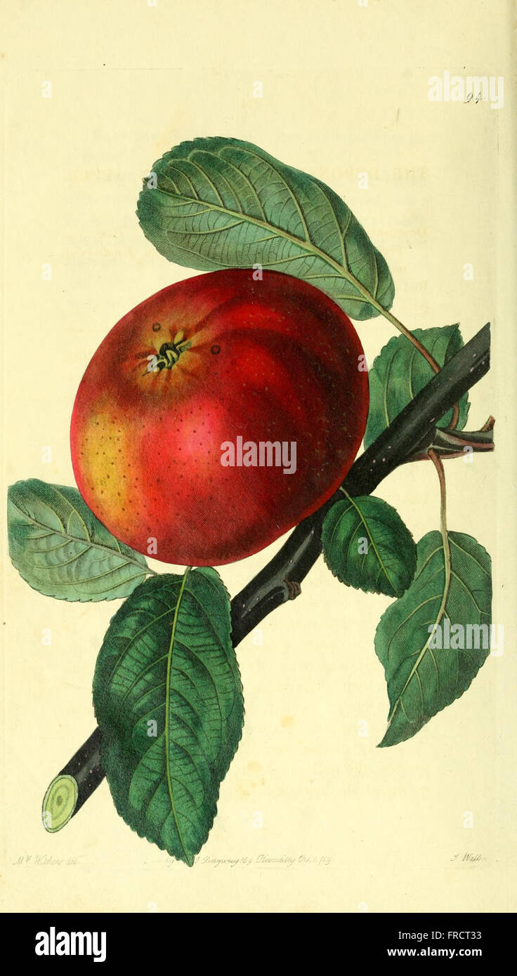 This edition of The Pomological Magazine features detailed ...