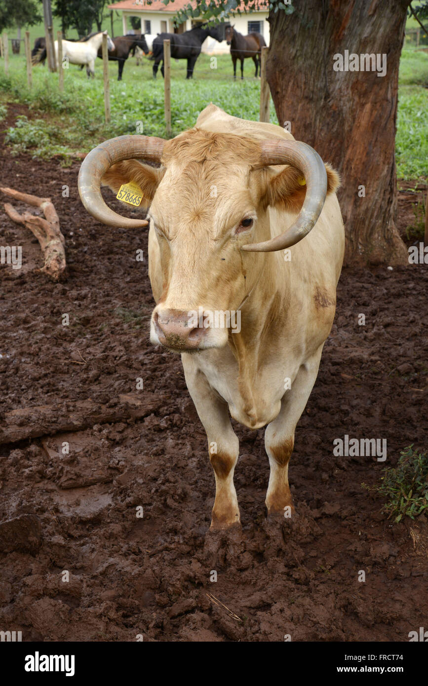 Race cow hi-res stock photography and images - Alamy